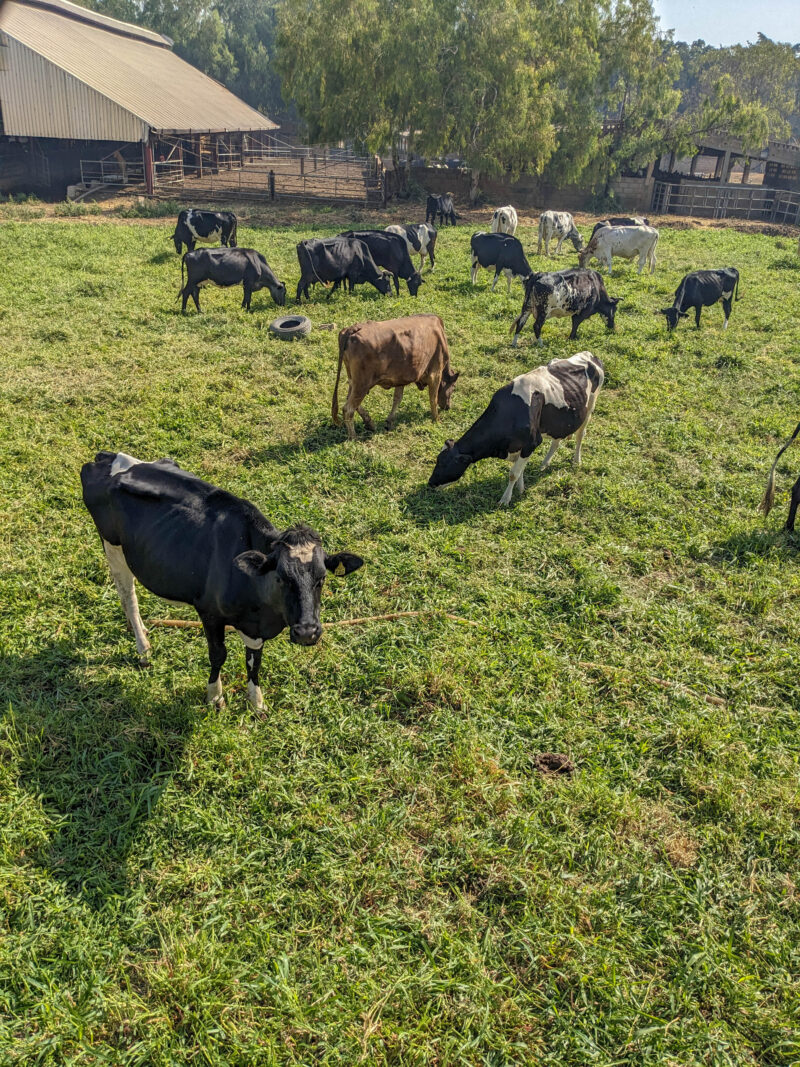About – L&Z Integrated Farms Nig. Ltd.